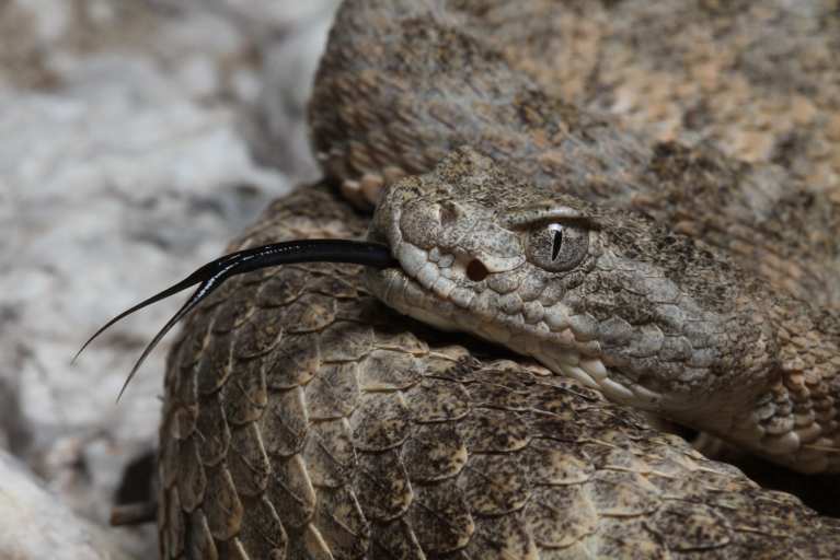 The Most Dangerous, Venomous Snakes in the U.S. | Outdoor Life