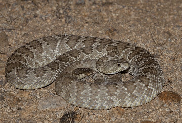 The Most Dangerous, Venomous Snakes in the U.S. | Outdoor Life