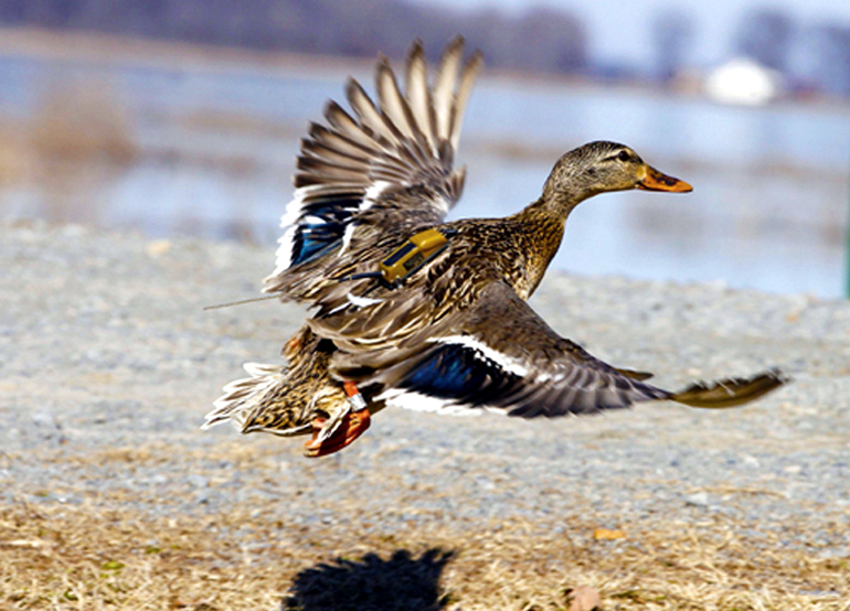 New GPS Transmitter Lets Us Track Ducks Better Than Ever | Outdoor Life
