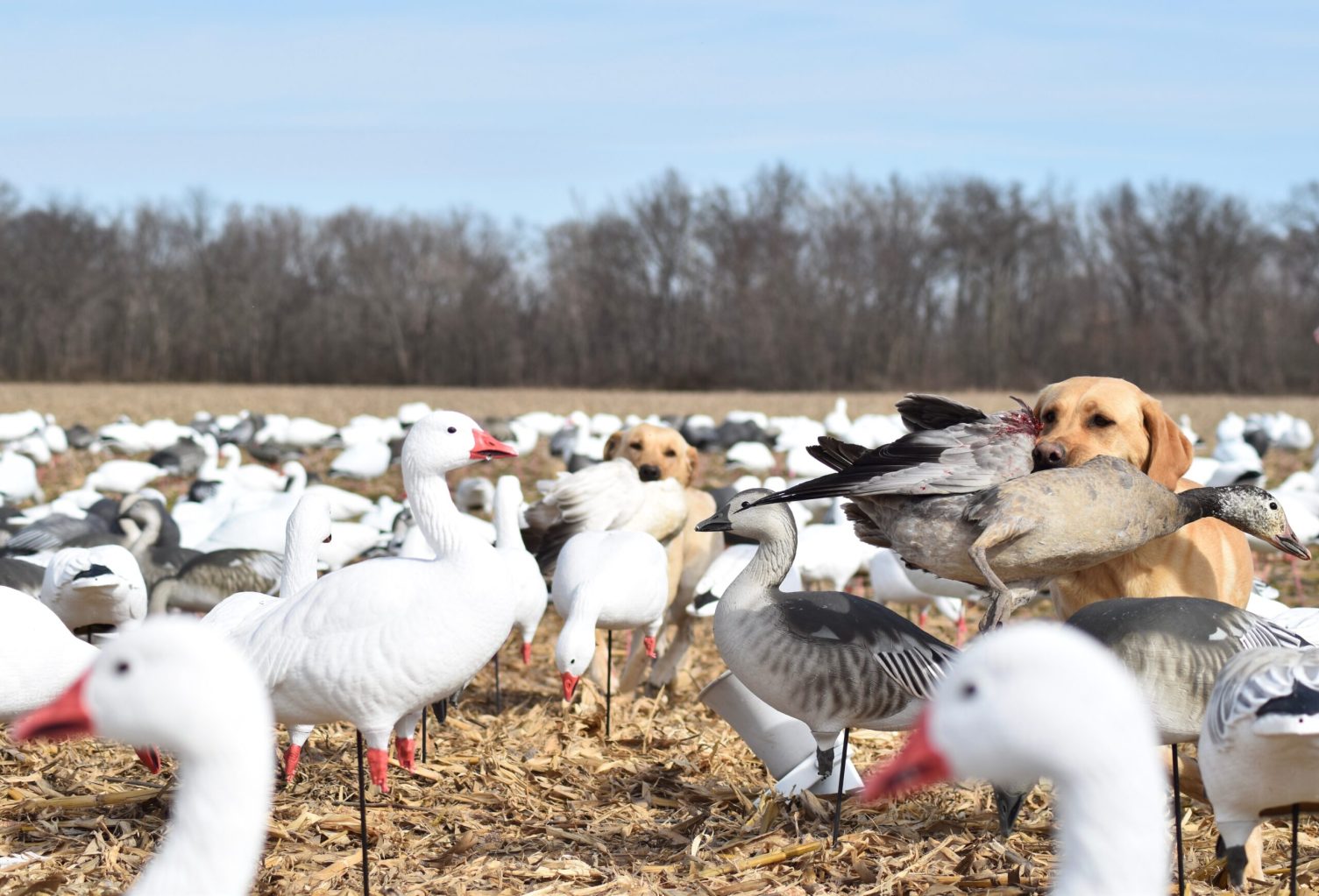 Did the Snow Goose Conservation Order Work? | Outdoor Life