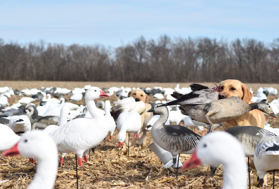 Did the Snow Goose Conservation Order Work? | Outdoor Life