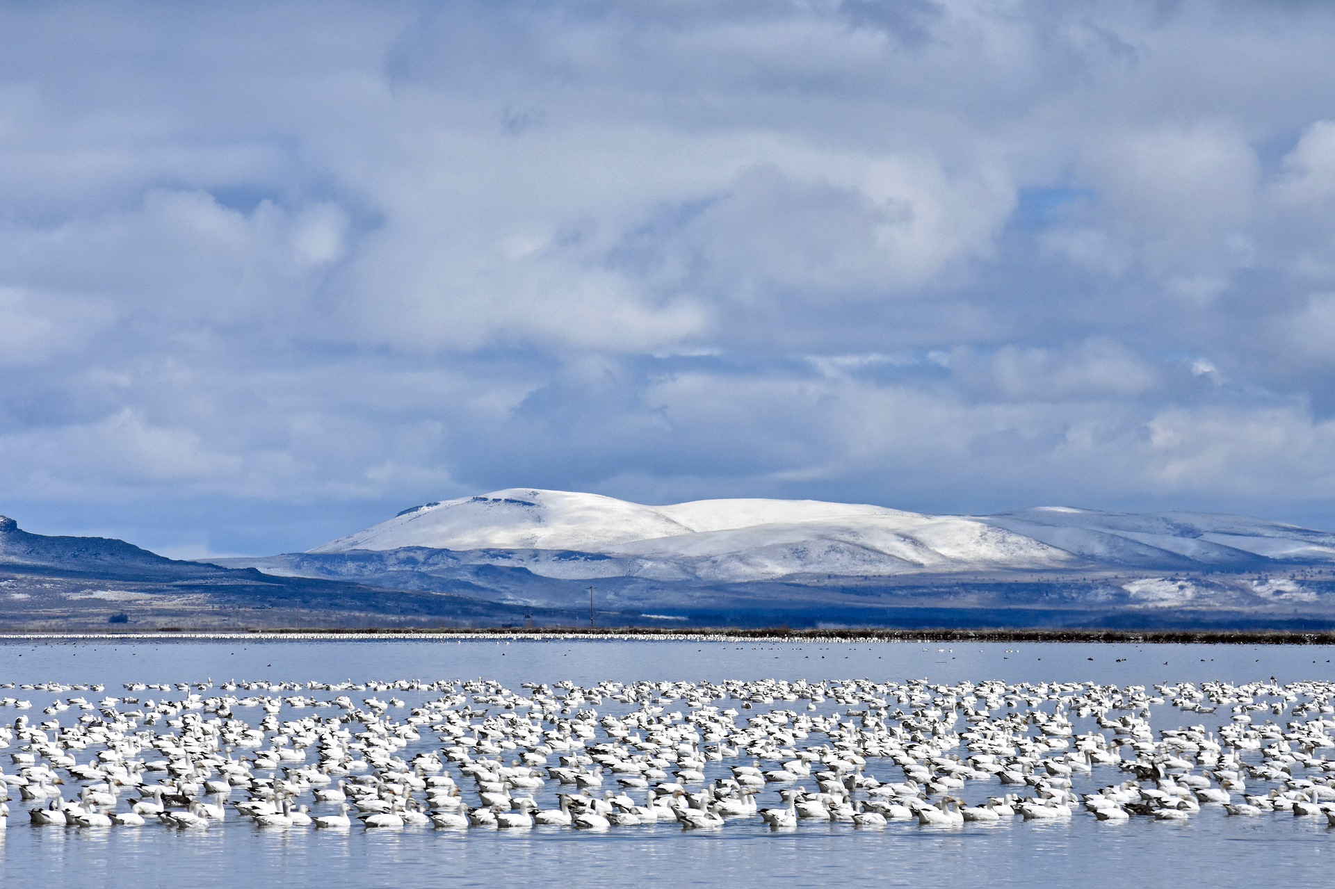 Did the Snow Goose Conservation Order Work? | Outdoor Life