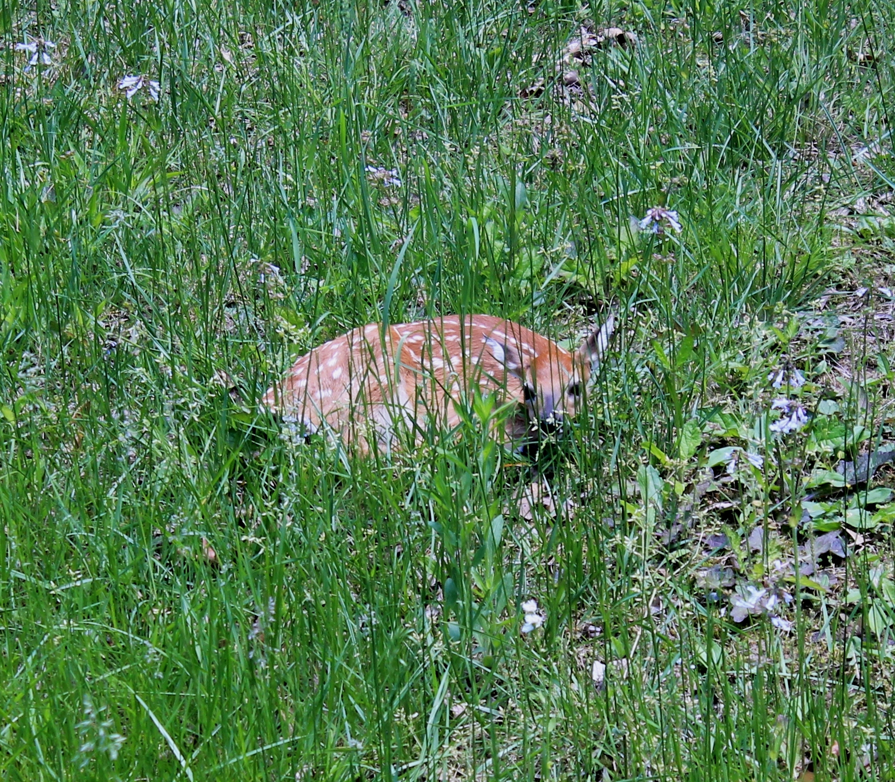 Fawn Recruitment Is Way Down. Here's What We Know | Outdoor Life