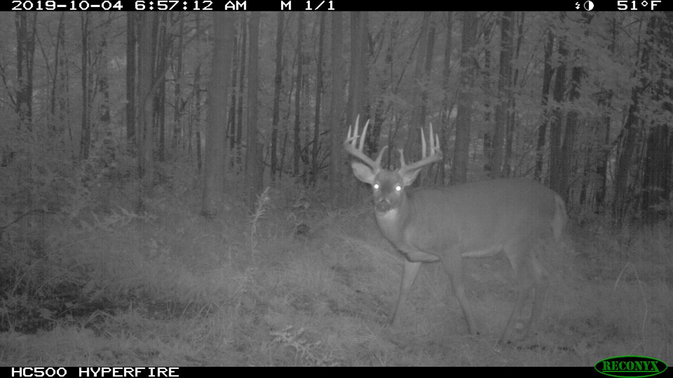 Can Deer See Trail Camera Flash and Get Spooked? | Outdoor Life