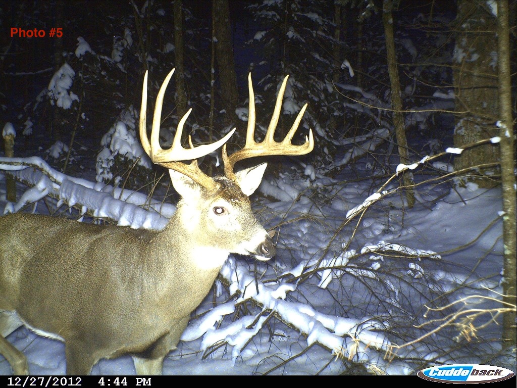 Can Deer See Trail Camera Flash and Get Spooked? | Outdoor Life