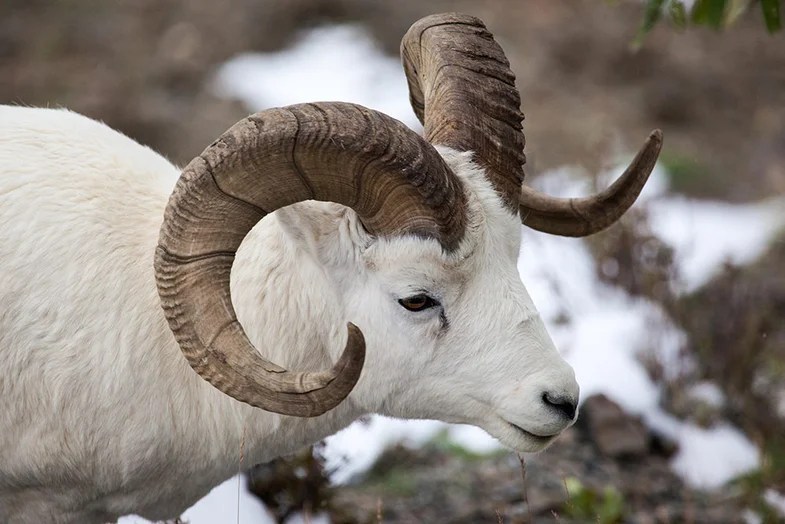 How to Properly Care for Wild Game Meat in the Field | Outdoor Life