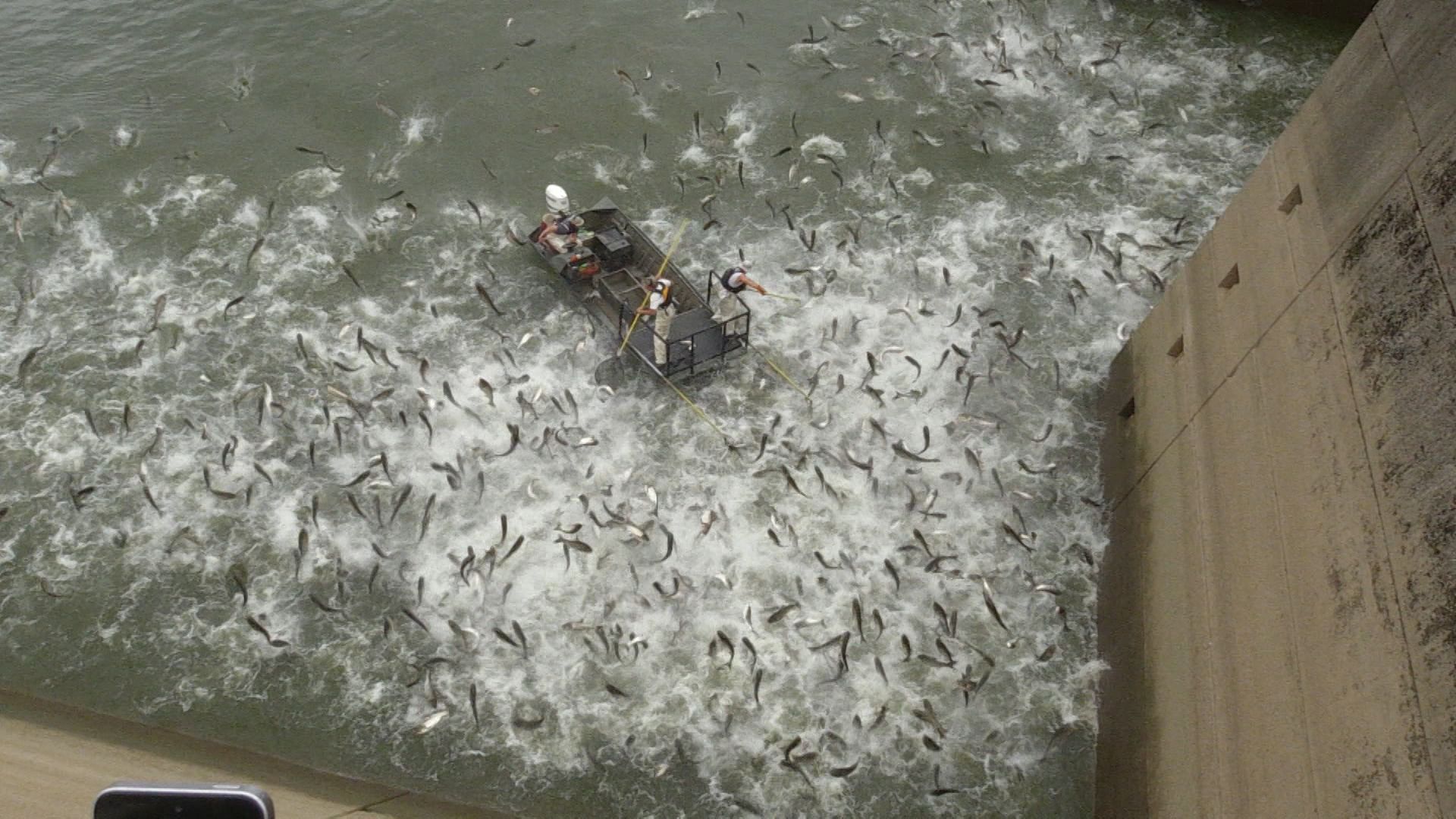 There's a New Method to Control Invasive Carp | Outdoor Life