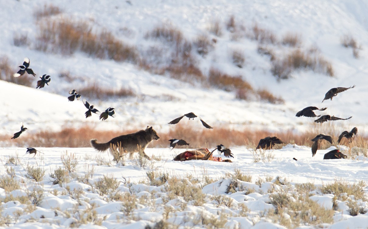 How to Properly Care for and Skin a Wolf Hide