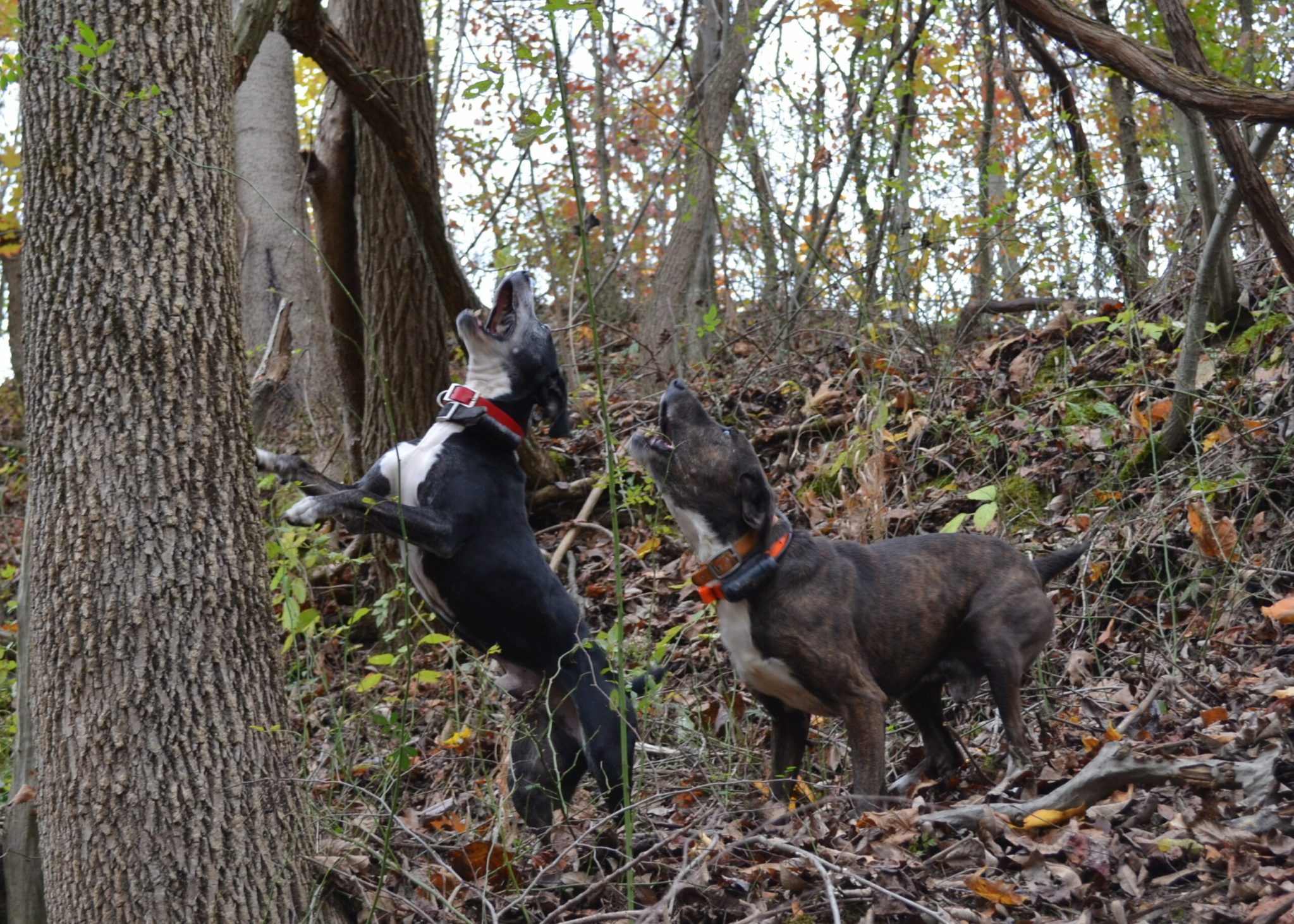 How to Buy and Train a Squirrel Hunting Dog | Outdoor Life