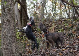 How to Buy and Train a Squirrel Hunting Dog | Outdoor Life