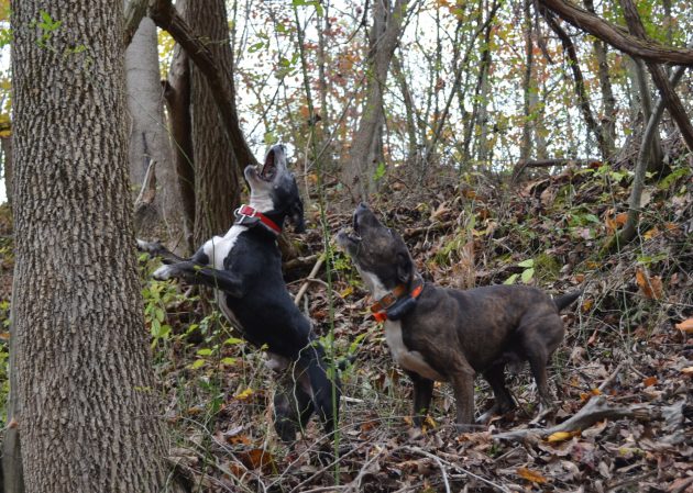 Cur vs. Feist: How Pick Your Next Squirrel Dog