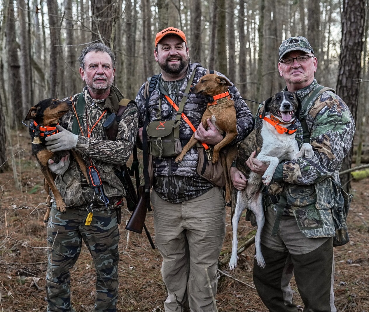 How to Buy and Train a Squirrel Hunting Dog | Outdoor Life