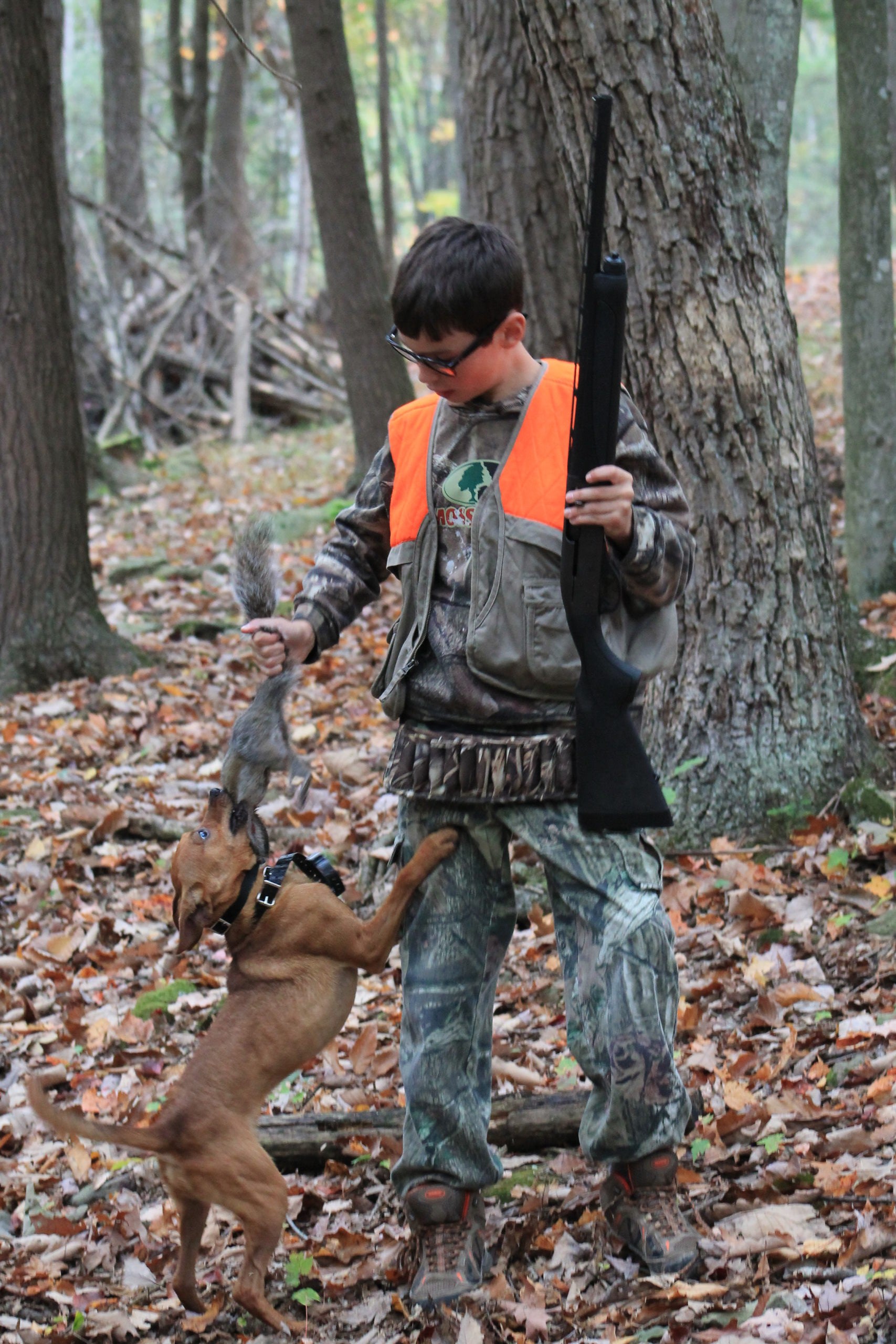 How to Buy and Train a Squirrel Hunting Dog | Outdoor Life