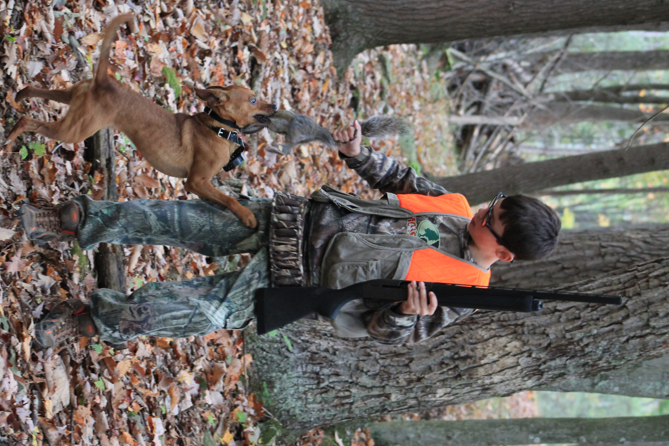 How to Buy and Train a Squirrel Hunting Dog | Outdoor Life