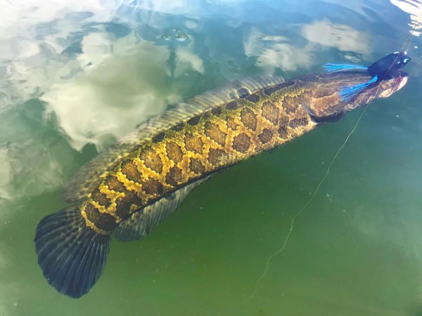 How to Fish for Fall Musky Just Before the Freeze | Outdoor Life