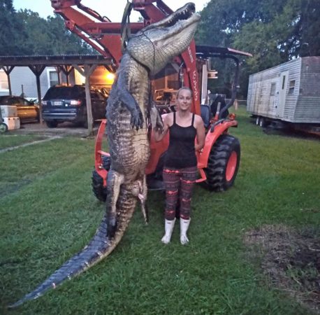 Massive 705-Pound Alligator Caught From Georgia's Lake Harding ...
