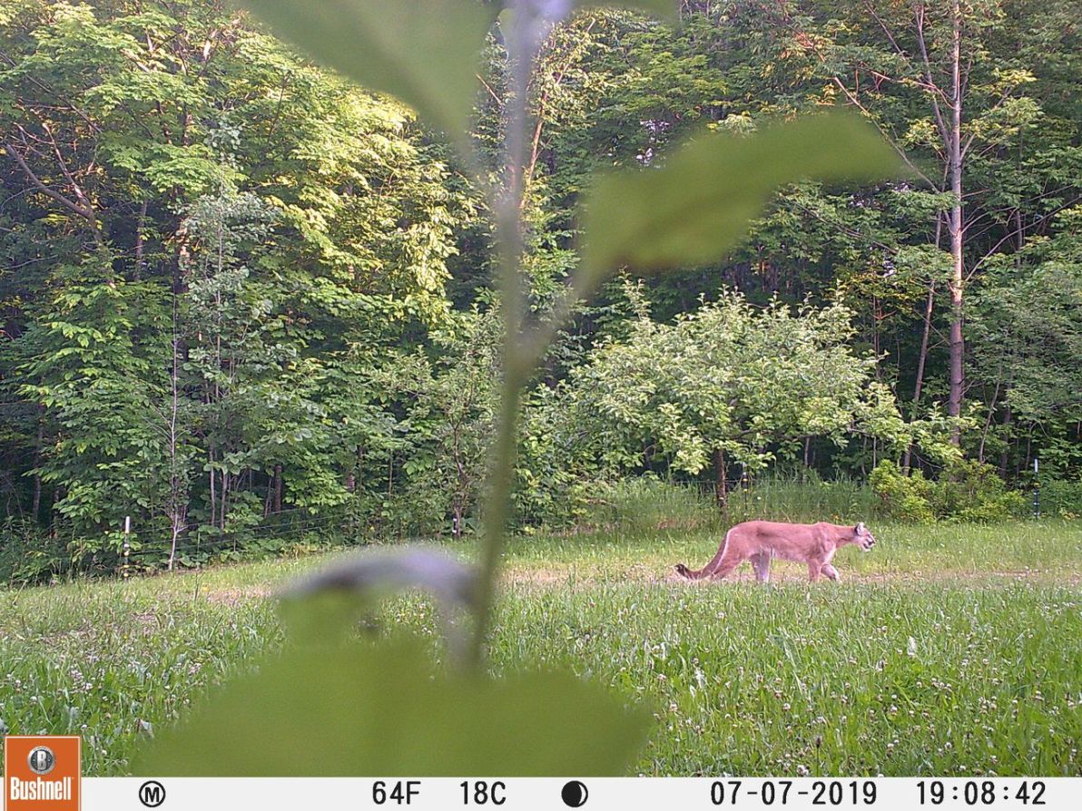 Mountain Lions in Michigan: 10 Sightings So Far This Year | Outdoor Life