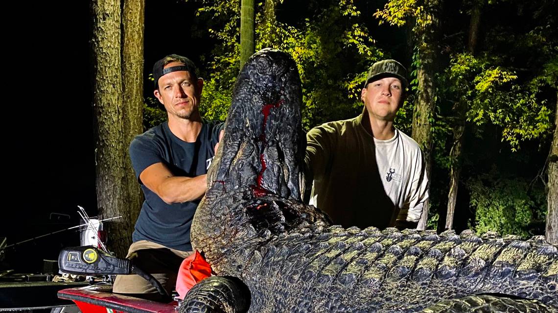 Massive 705-Pound Alligator Caught From Georgia's Lake Harding ...