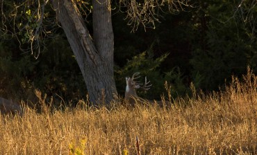How to Make and Hunt Mock Scrapes | Outdoor Life