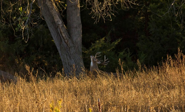 How to Make and Hunt Mock Scrapes | Outdoor Life