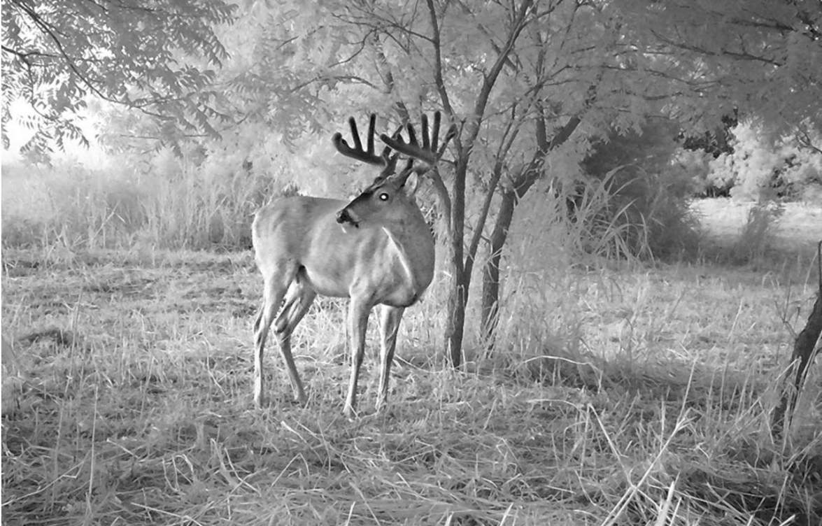 Freddy Krueger Bucks: The Deer That Haunt Our Nightmares | Outdoor Life
