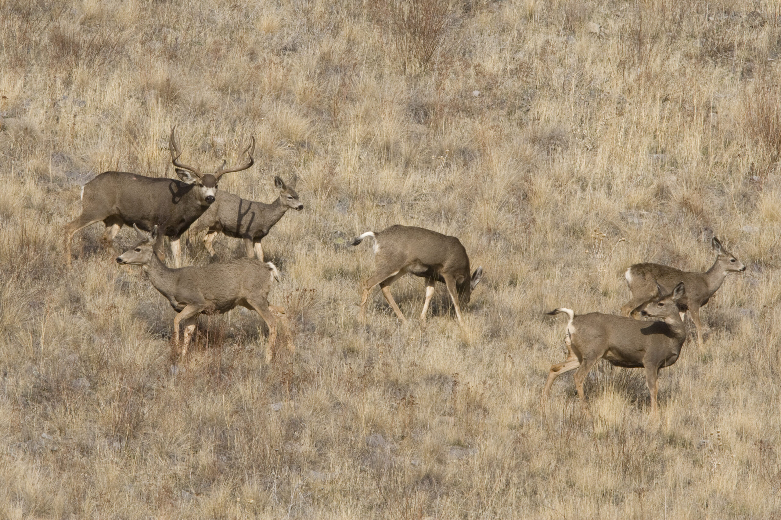 Is Point Creep Killing Western Big-Game Hunting? | Outdoor Life