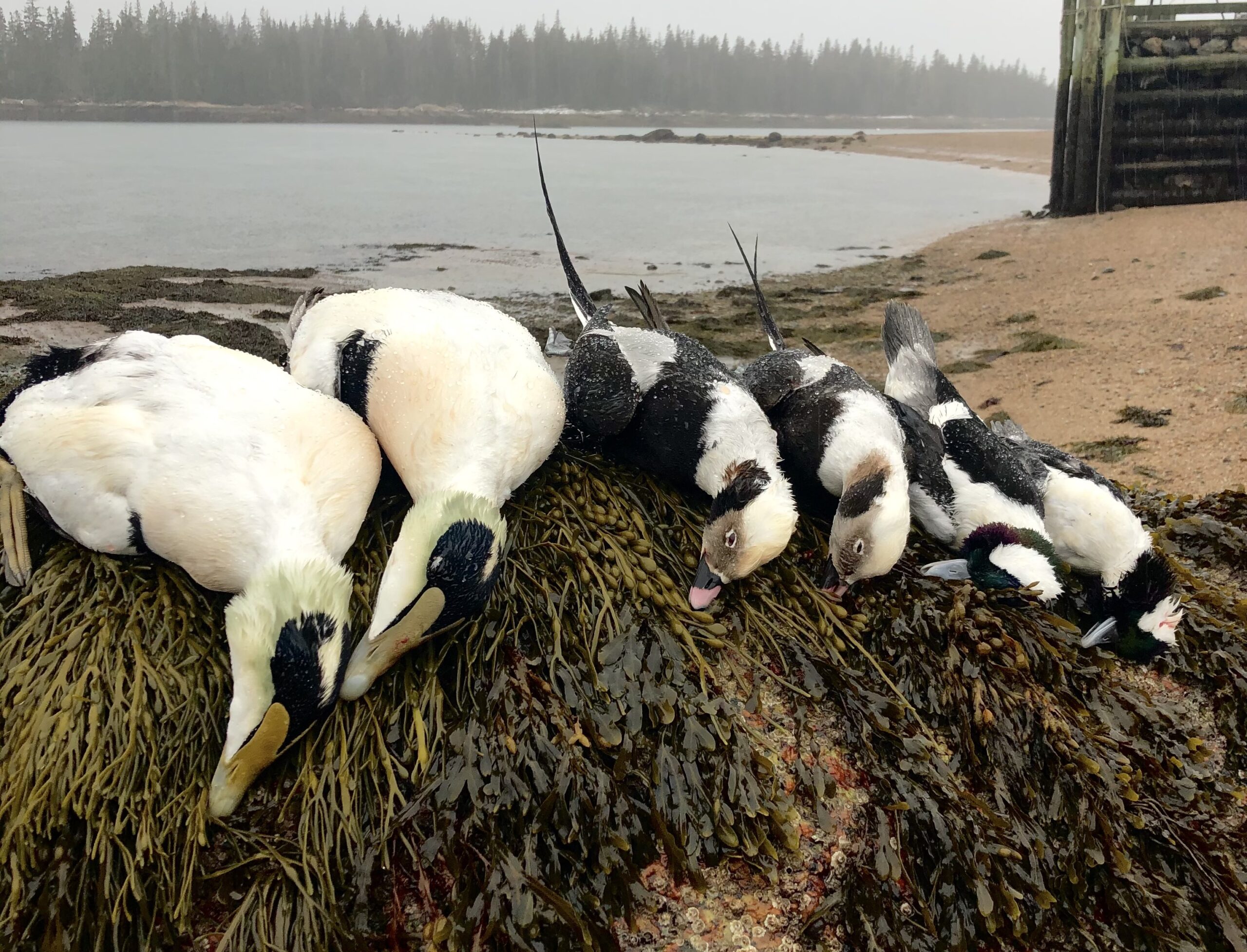 How to Kill the Toughest Ducks and Geese | Outdoor Life