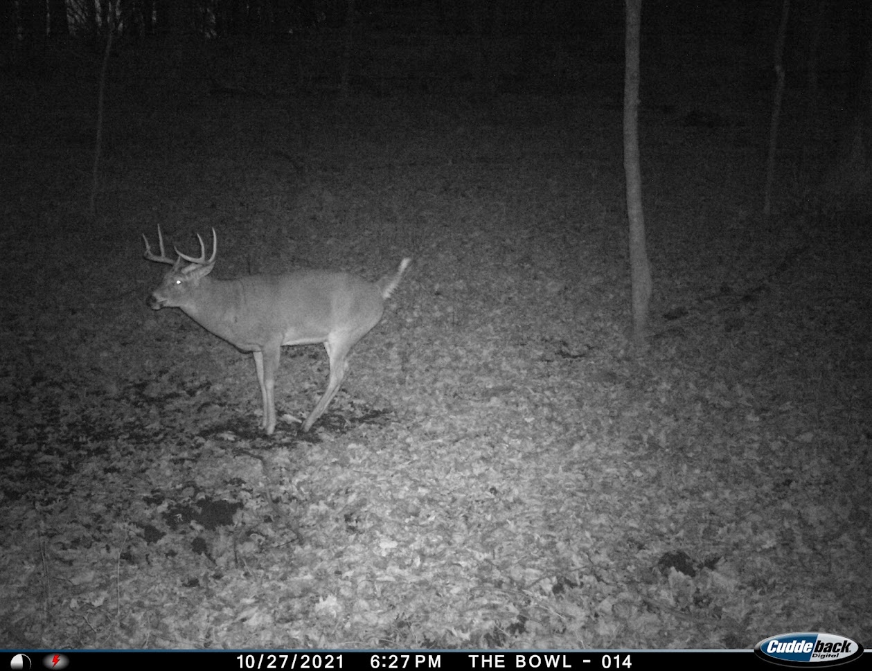 If Chronic Wasting Disease is Fatal, Why Aren't We Finding More Dead ...