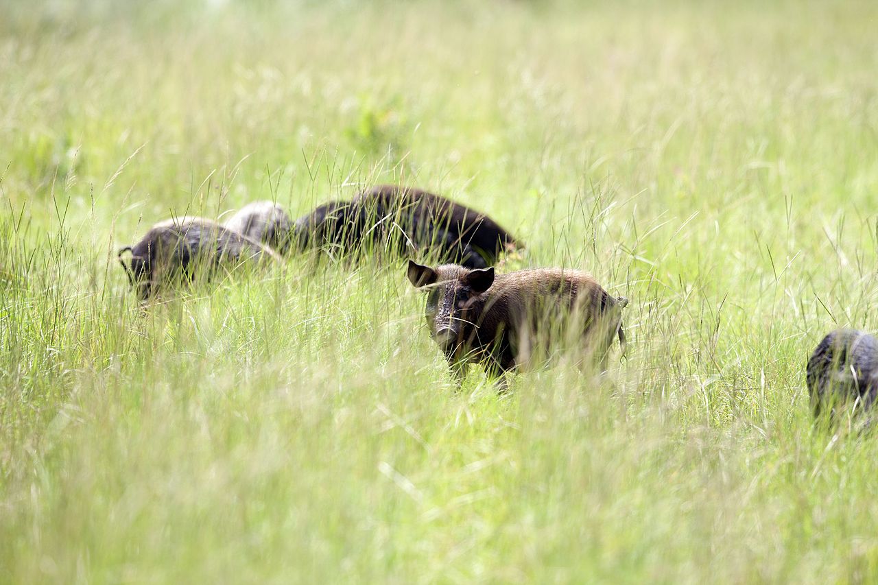 Pig Hunting Tips: How to Call in Wild Hogs