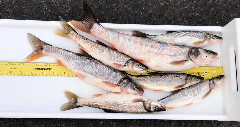 Northern Pikeminnow Fishing Tips Sammamish Lake Report, King County,