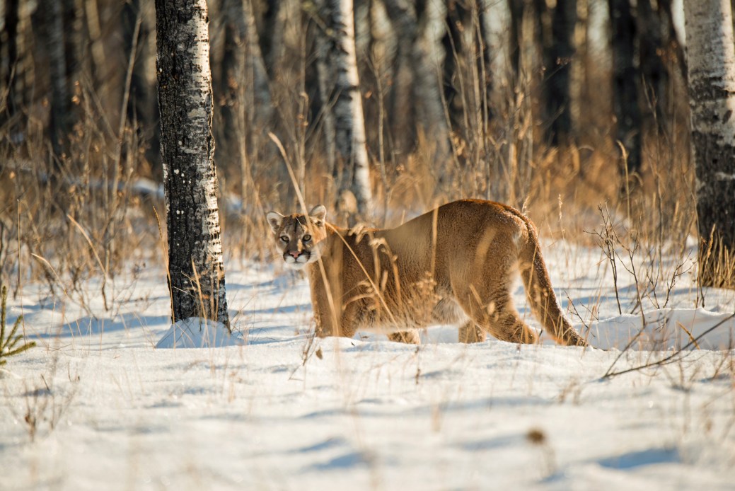 Mountain Lions in Michigan: 10 Sightings So Far This Year | Outdoor Life