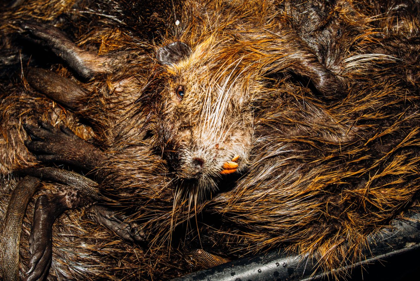 Welcome to the Nutria Rodeo: The Wildest Conservation Effort in America ...