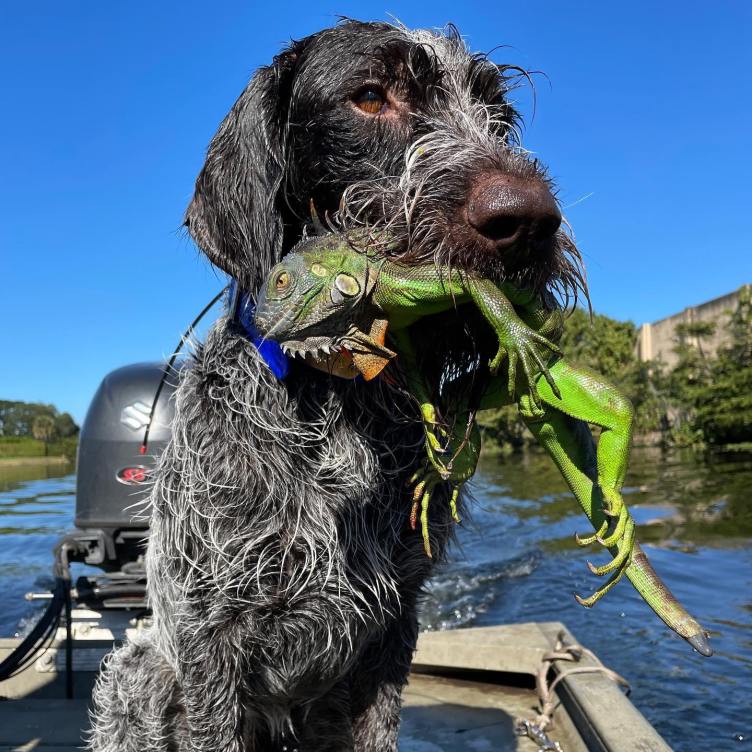 America's Most Famous Python Dog Dies Mid-Hunt. But His Bloodline Lives ...