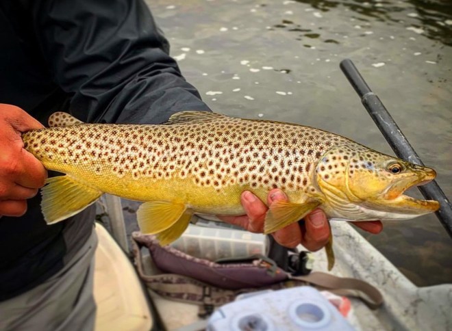 The Best Trout Lures of 2025, 10 Proven Fish Catchers