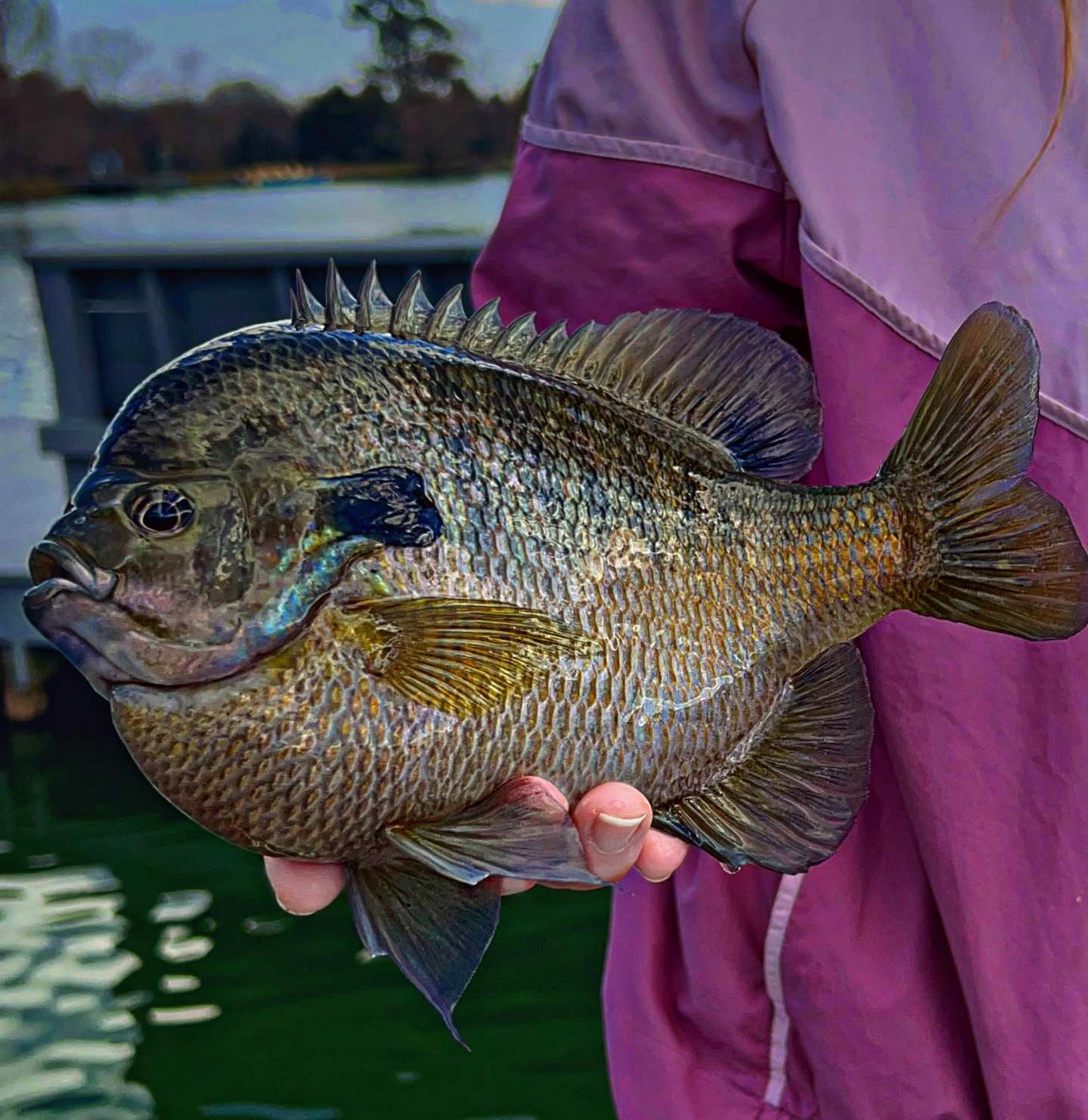 Meet the Alabama Angler on a Mission to Grow the World-Record Bluegill ...