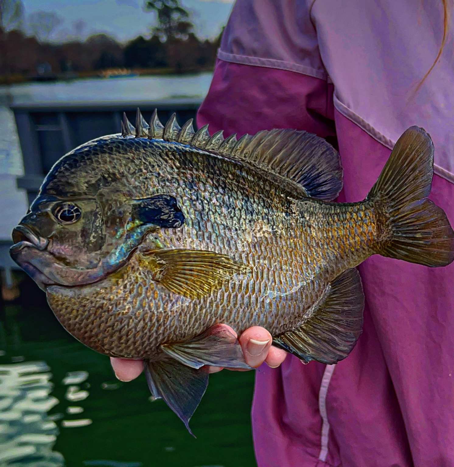 Meet the Alabama Angler on a Mission to Grow the World-Record Bluegill ...