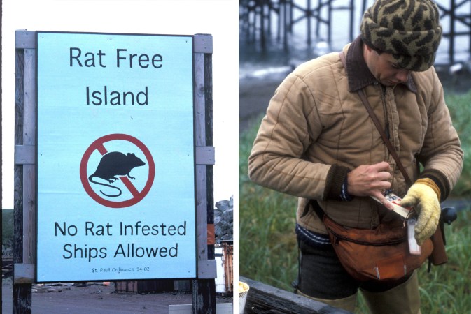 Rats Are One of Alaska's Worst Invasive Species | Outdoor Life