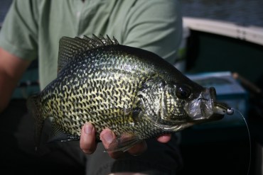 Minnesota Ice Fisherman Catches Rare Golden Crappie | Outdoor Life