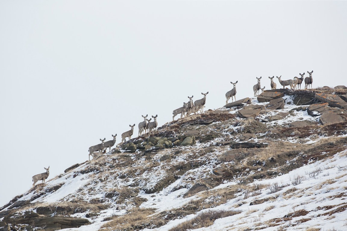 I Watched the Glory Days of Mule Deer Hunting Rise, Then Slip Away. I'm ...