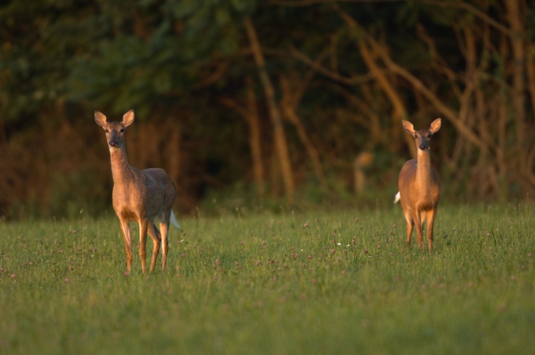 Those White Worms in Your Deer Are Just Botfly Larva | Outdoor Life