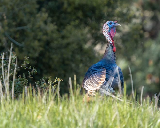 Turkey Sounds: The Ultimate Guide to Wild Turkey Vocalizations ...