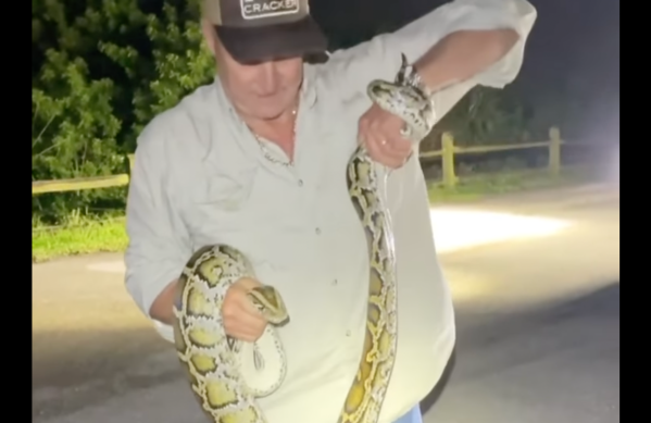 This Is the Biggest Python Ever Recorded in Florida | Outdoor Life