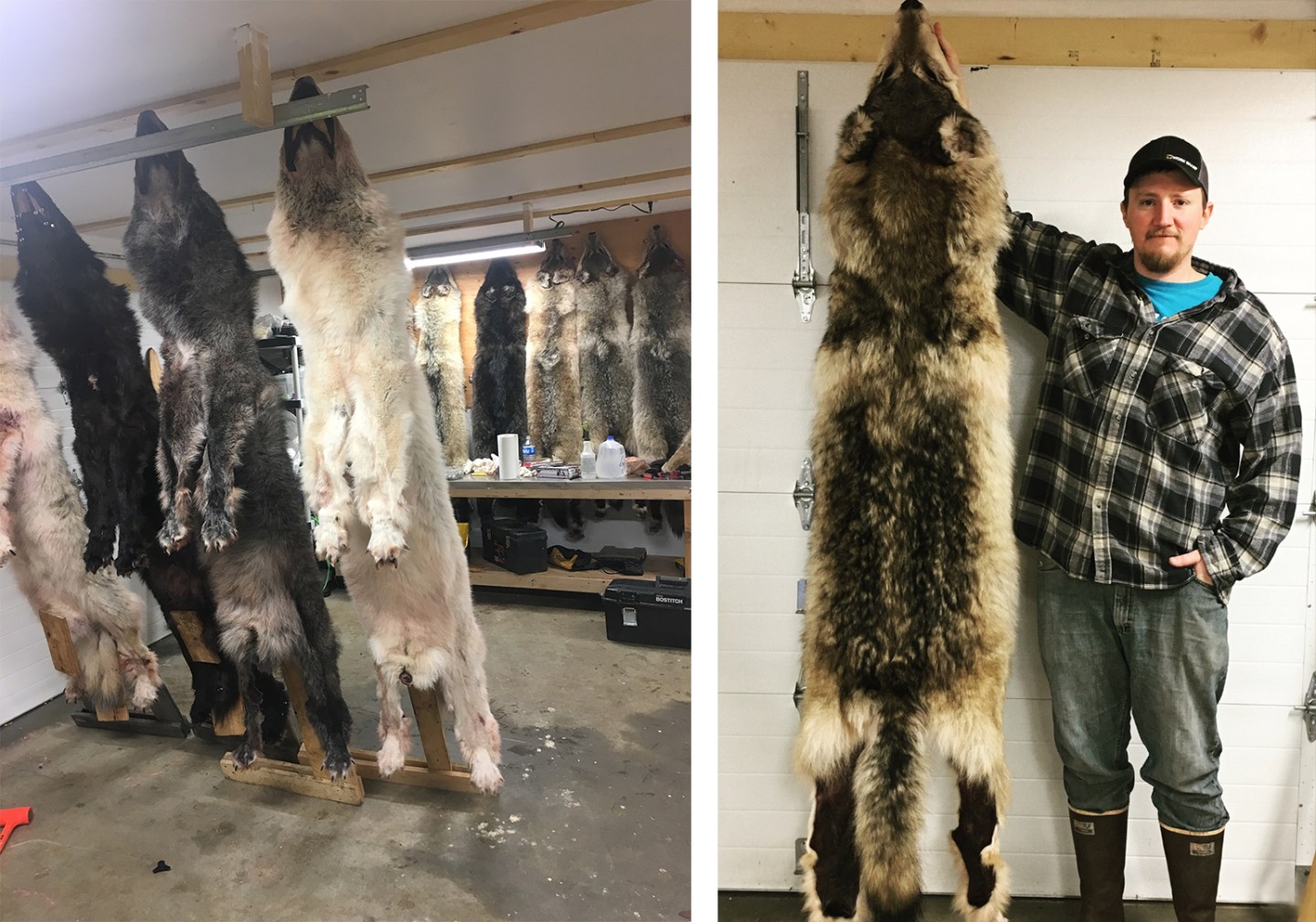 How to Clean a Coyote Hide in Your Washing Machine | Outdoor Life