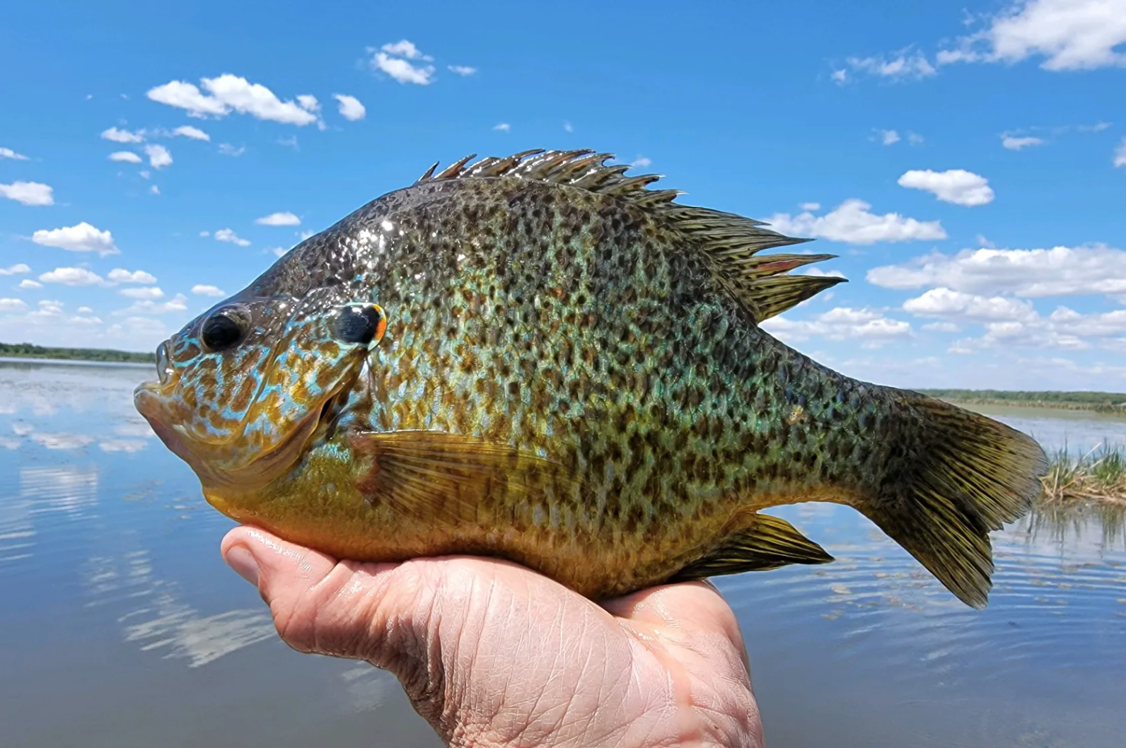 World Record Panfish | Outdoor Life