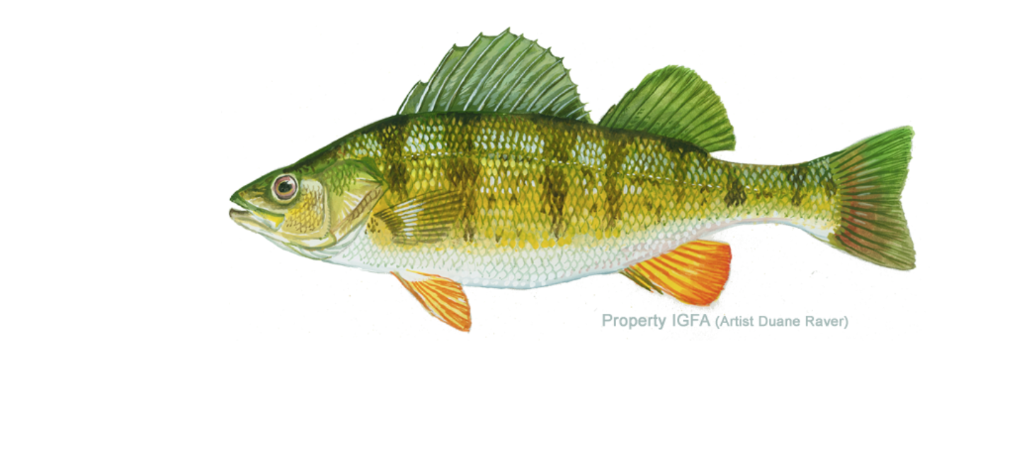 World Record Panfish | Outdoor Life