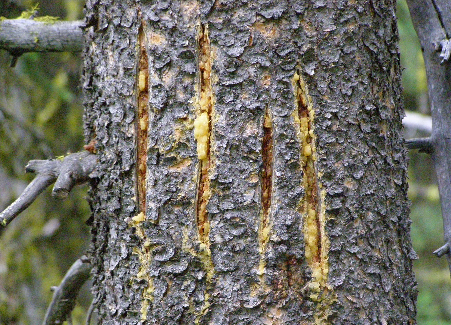 Are Grizzly Attacks Really on the Rise? | Outdoor Life