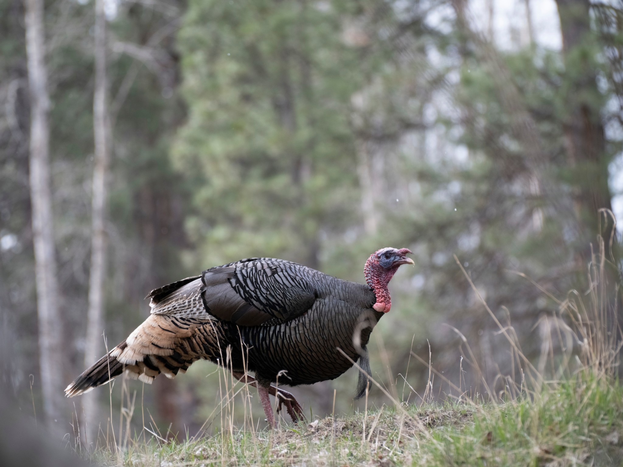 How to Hunt Turkeys on Public Land | Outdoor Life