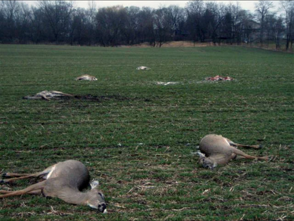 Lightning Strike Kills Herd of Deer | Outdoor Life