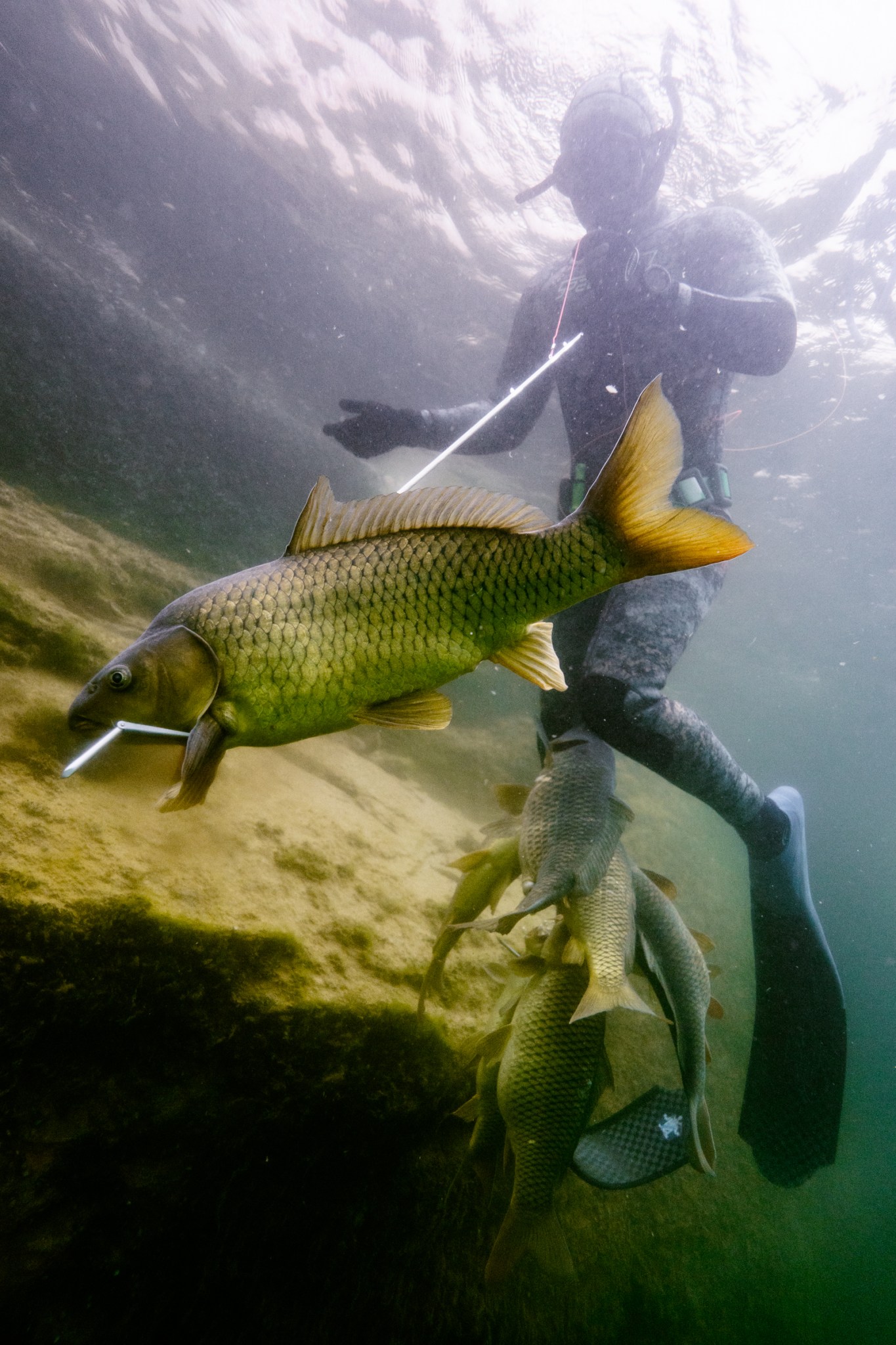 Photos: Spearfishers Shoot Thousands of Fish from Lake Powell | Outdoor ...