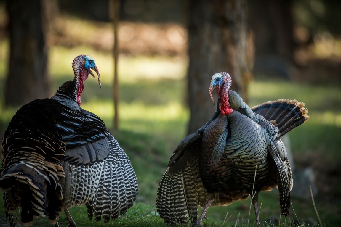 The Case for Banning Reaping and Fanning Turkeys | Outdoor Life